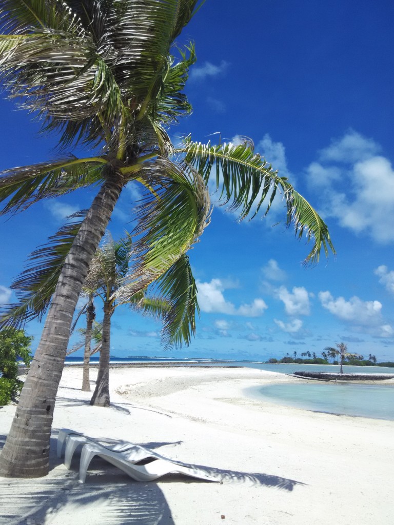 Indahnya Tanaman Tepi Pantai - Business Lounge